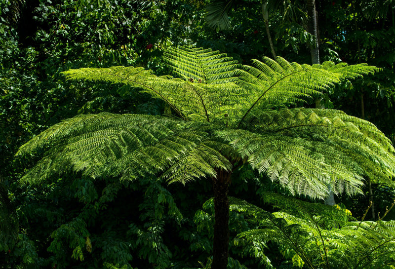 The Butchulla People and K’gari: A Sacred Connection That Endures ...